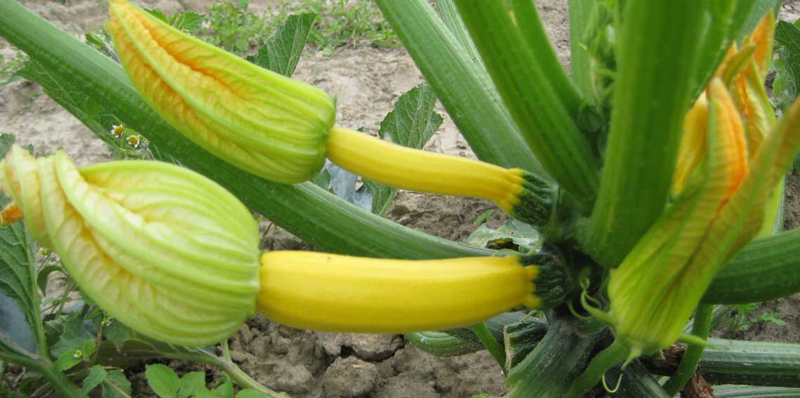 Courgettes - Maraîcher producteur bio, vente directe - 78 St Rémy Yvelines